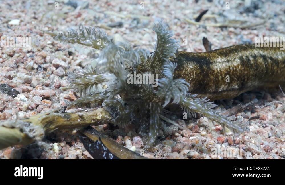 Synaptid Sea Cucumber underwater moving tentacles on sandy bottom Stock ...