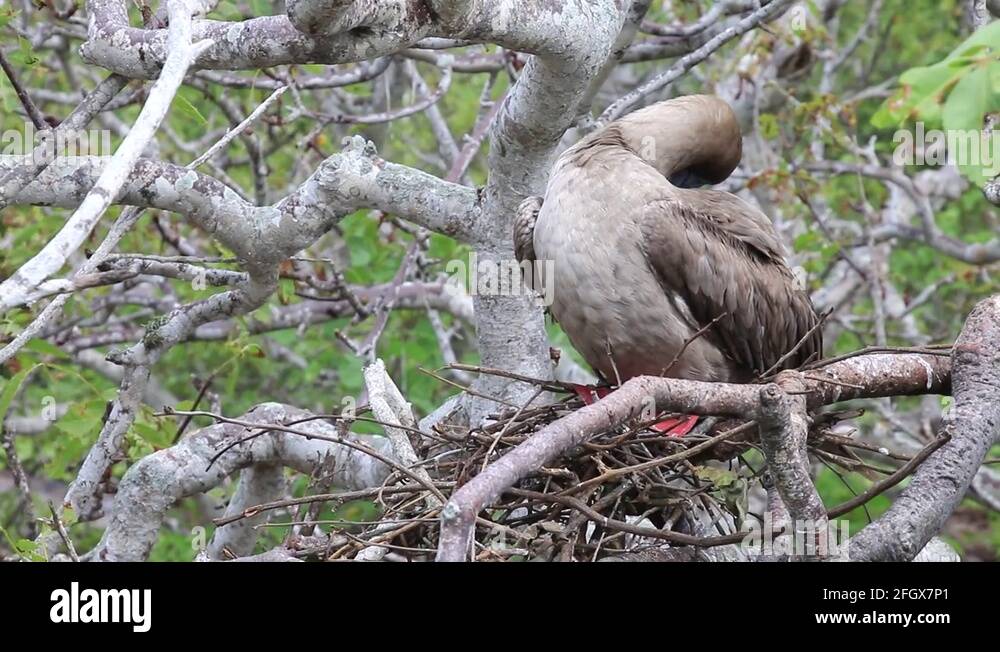 Sula sula Stock Videos & Footage - HD and 4K Video Clips - Alamy