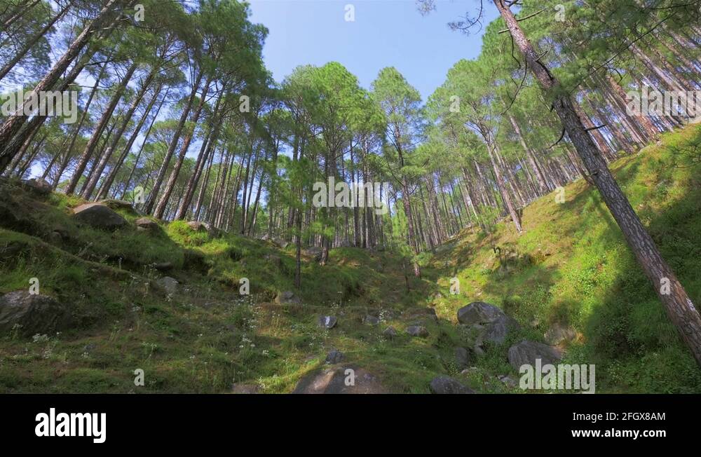 Himalayan pine forest Stock Videos & Footage - HD and 4K Video Clips ...