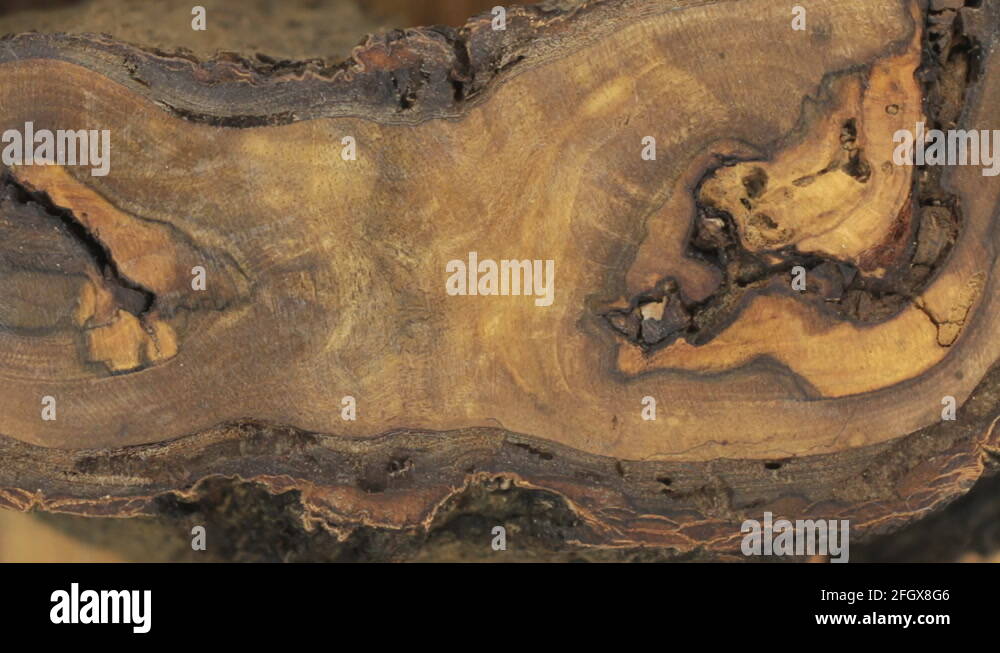 Walnut tree wood texture Stock Videos & Footage - HD and 4K Video Clips ...