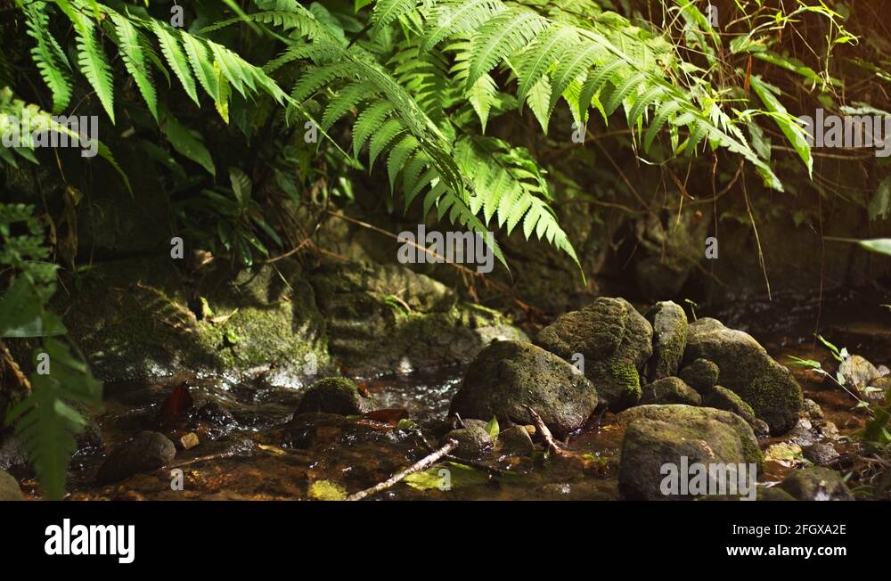 Tropical Mountain Stream through Rainforest Wilderness with Sound Stock ...