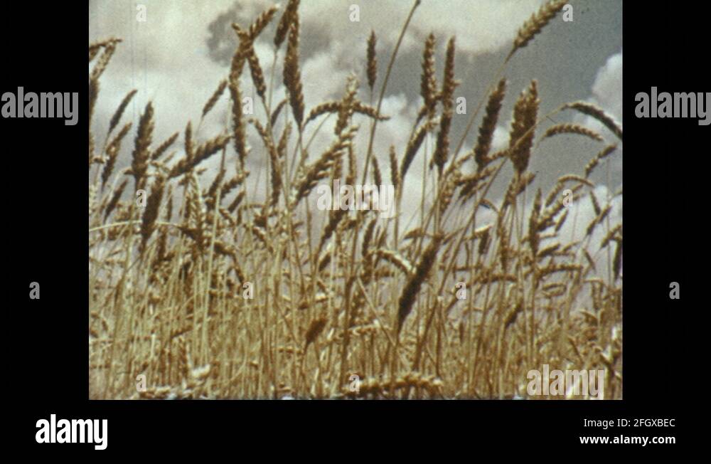 1950s: Wheat plants sway in breeze. Field of golden wheat plants. Seeds ...