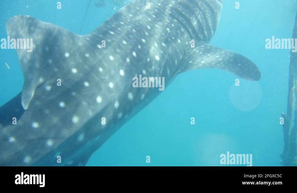 Beautiful shark tail Stock Videos & Footage - HD and 4K Video Clips - Alamy