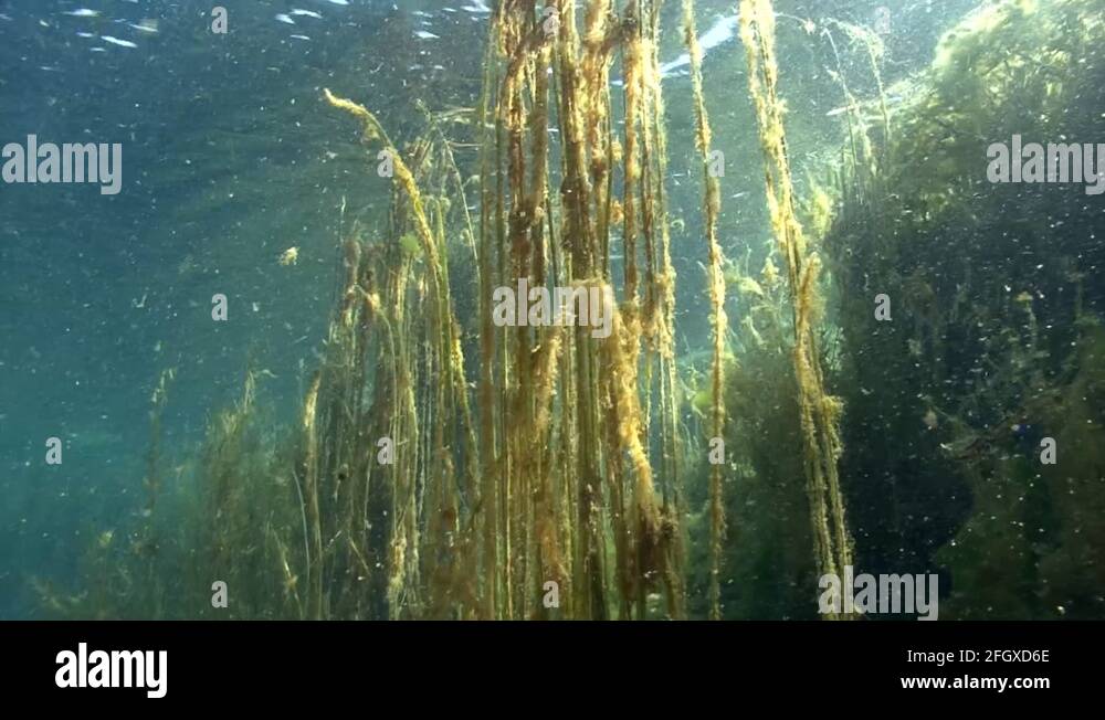 Underwater river australia Stock Videos & Footage - HD and 4K Video ...