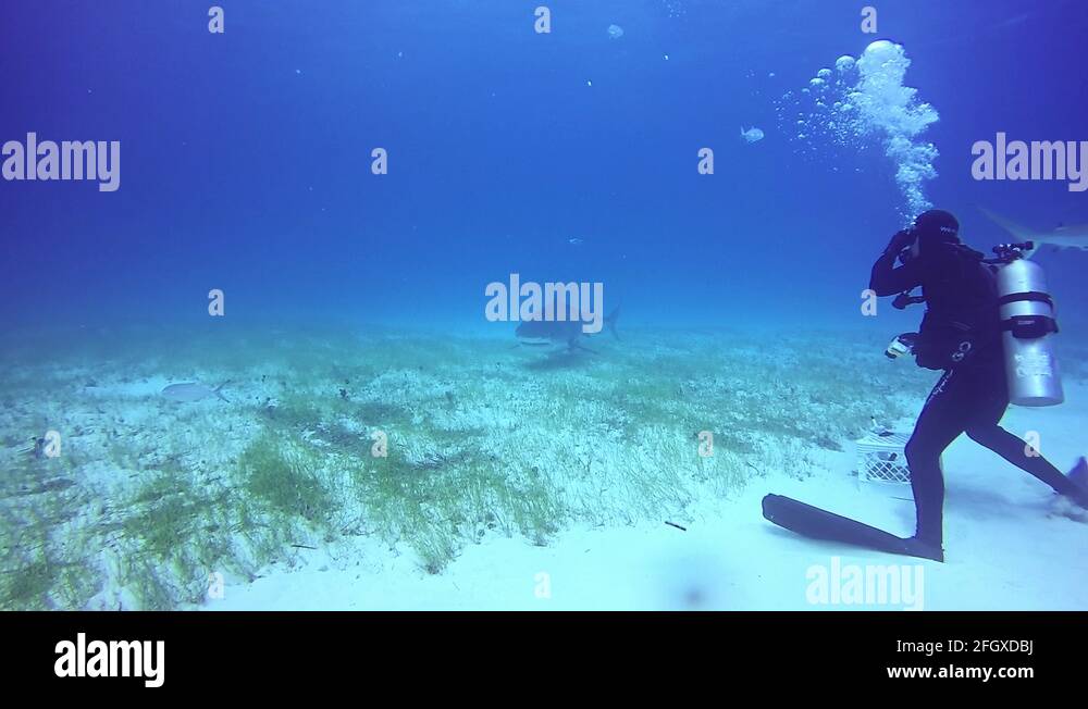 Bottom of the atlantic ocean Stock Videos & Footage - HD and 4K Video ...