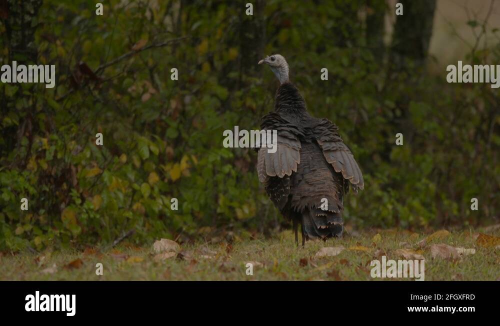 Hen flapping wings Stock Videos & Footage - HD and 4K Video Clips - Alamy