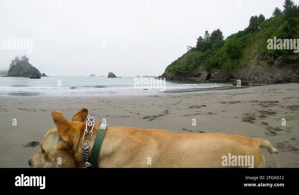 Rhodesian ridgeback on beach Stock Videos & Footage - HD and 4K Video ...
