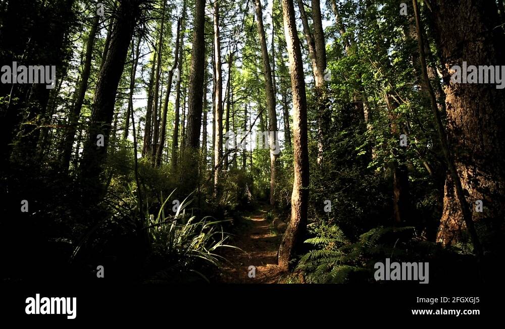 Tall trees trail new forest Stock Videos & Footage - HD and 4K Video ...