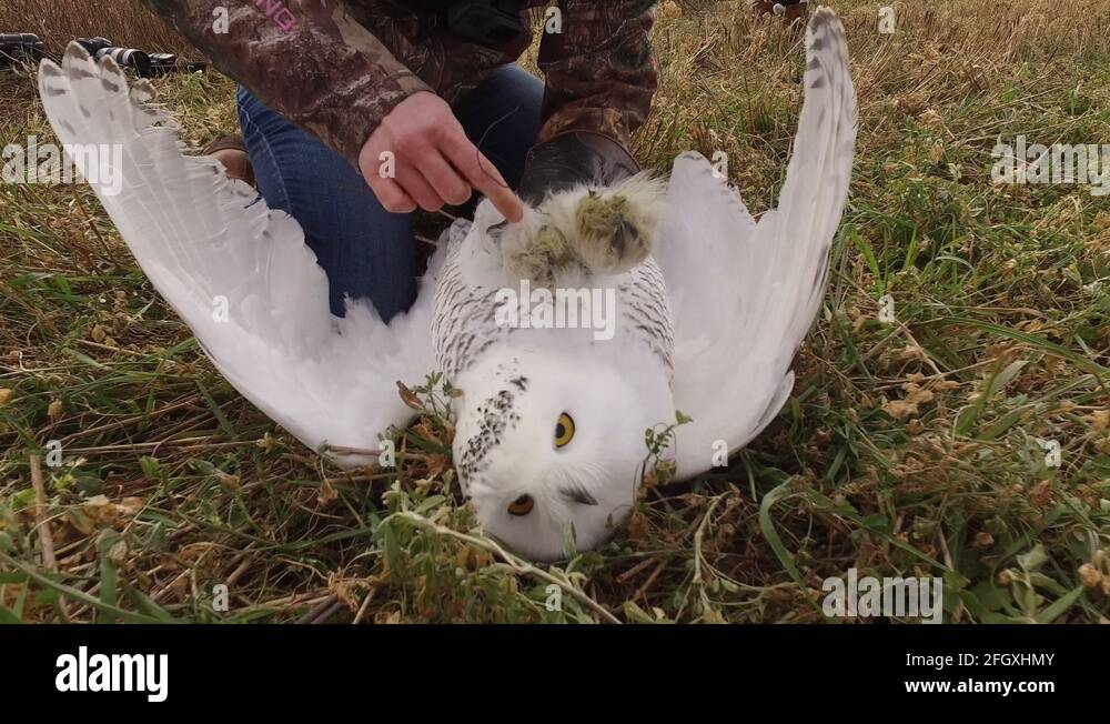 Tangled legs Stock Videos & Footage - HD and 4K Video Clips - Alamy