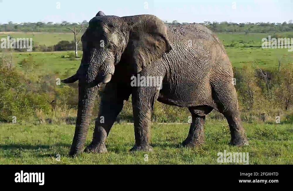 Elephant landscape Stock Videos & Footage - HD and 4K Video Clips - Alamy