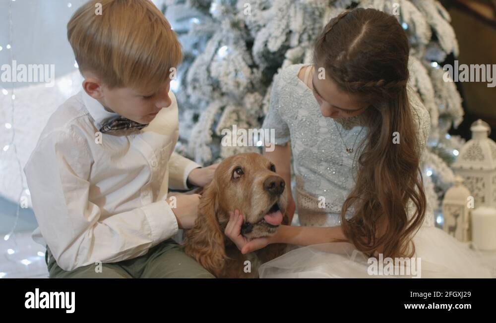 Dog under the tree Stock Videos & Footage - HD and 4K Video Clips - Alamy