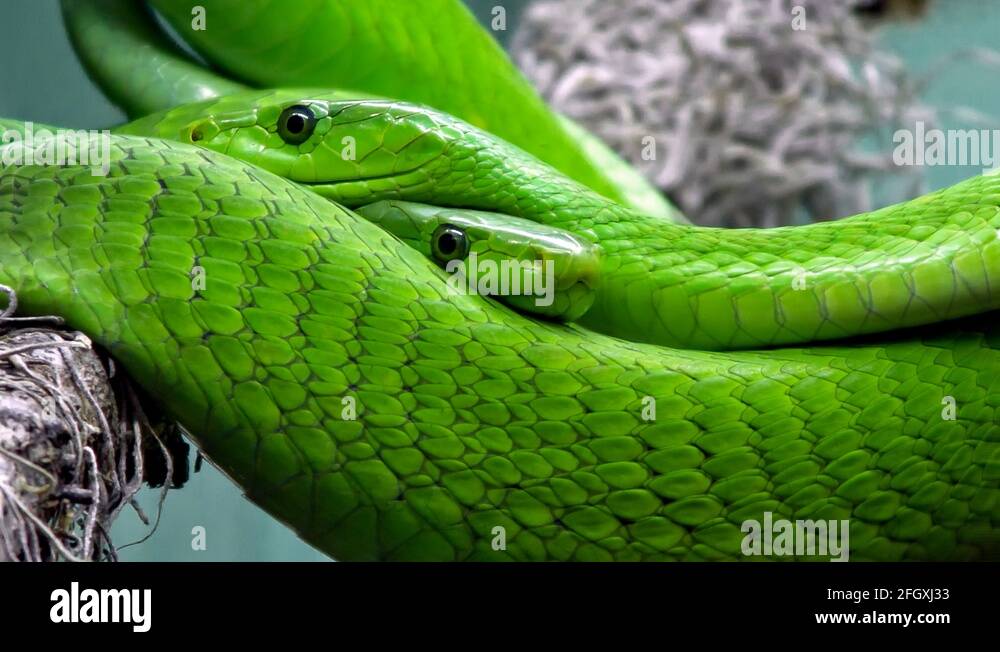 Green snakes Stock Videos & Footage - HD and 4K Video Clips - Alamy