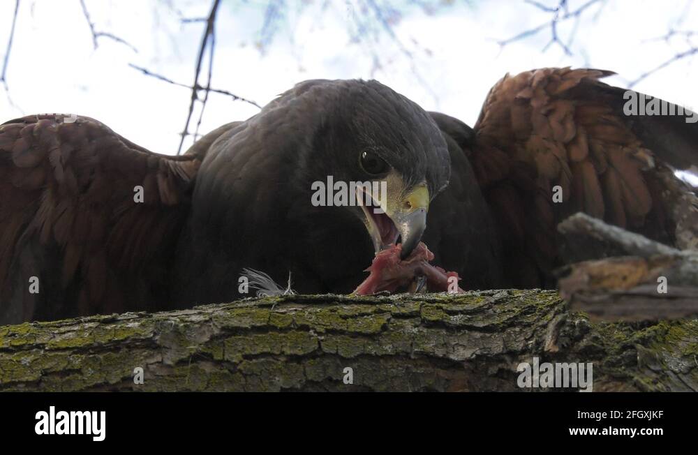 Bird of prey eating Stock Videos & Footage - HD and 4K Video Clips - Alamy