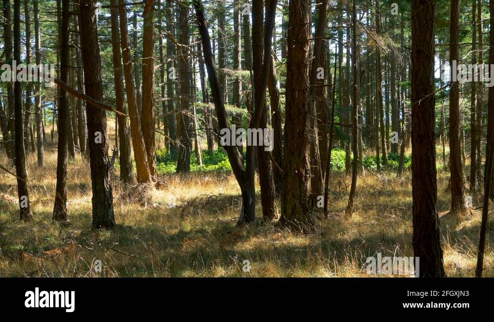 Dead tree nature background Stock Videos & Footage - HD and 4K Video ...