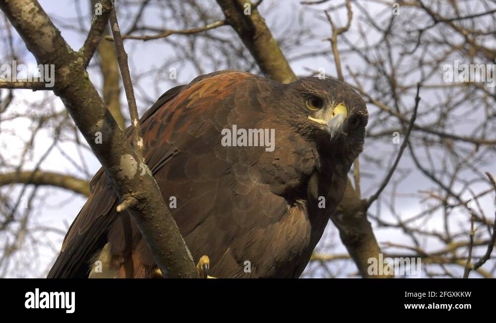 Harris hawk tree Stock Videos & Footage - HD and 4K Video Clips - Alamy