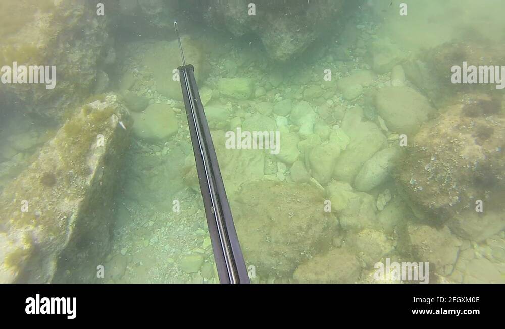 Man hunts fish underwater with a speargun in the sea. Speargun hunting ...