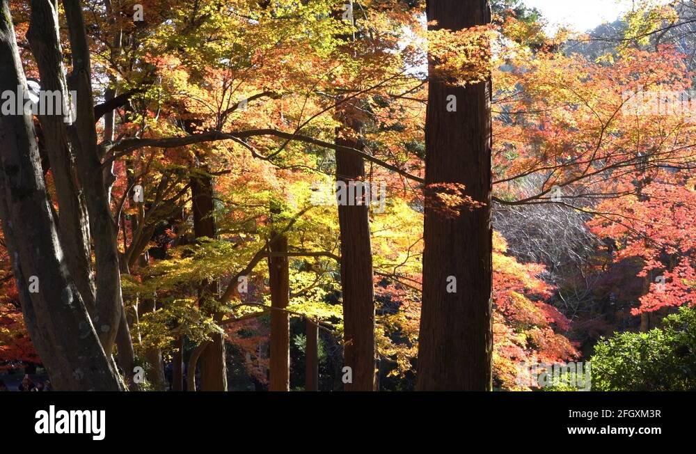 Beautiful fall color Stock Videos & Footage - HD and 4K Video Clips - Alamy