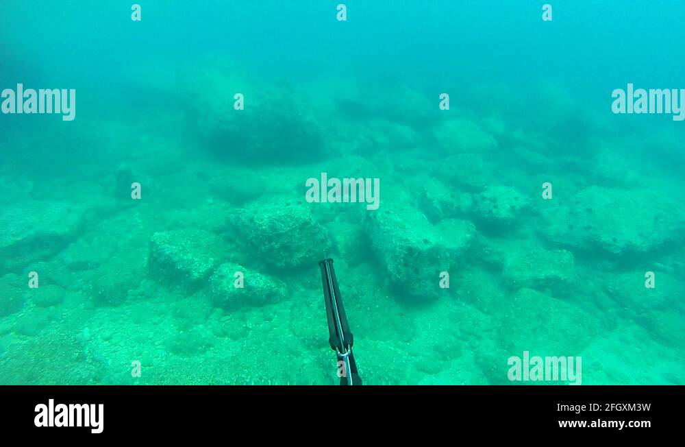Man hunts fish underwater with a speargun in the sea. Speargun hunting ...