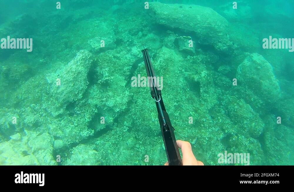 Man hunts fish underwater with a speargun in the sea. Speargun hunting ...