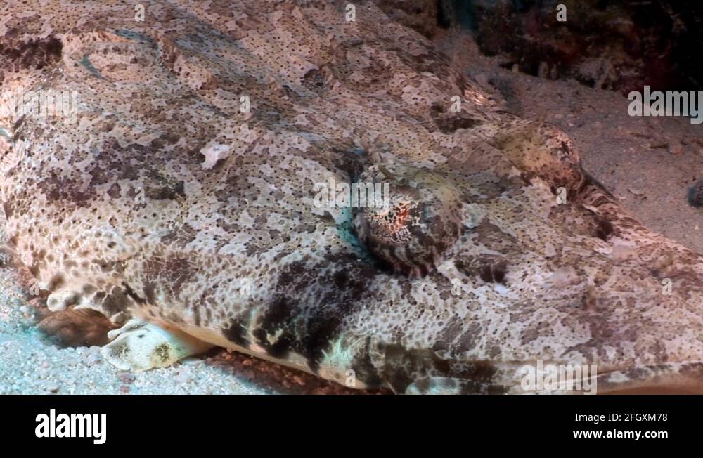 Carpet crocodile fish Stock Videos & Footage - HD and 4K Video Clips ...