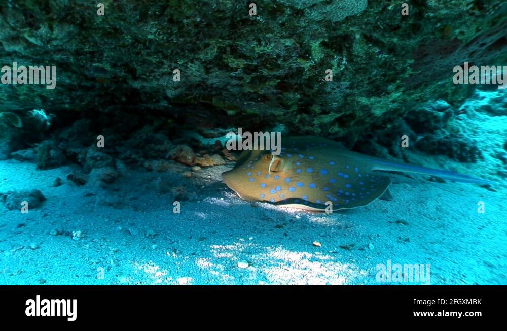 Bluespotted stingray Taeniura Lumma hiding under coral underwater Red ...