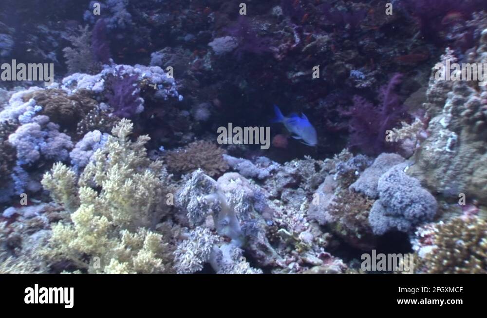 Underwater relax video about fish in coral reef in pure transparent of ...