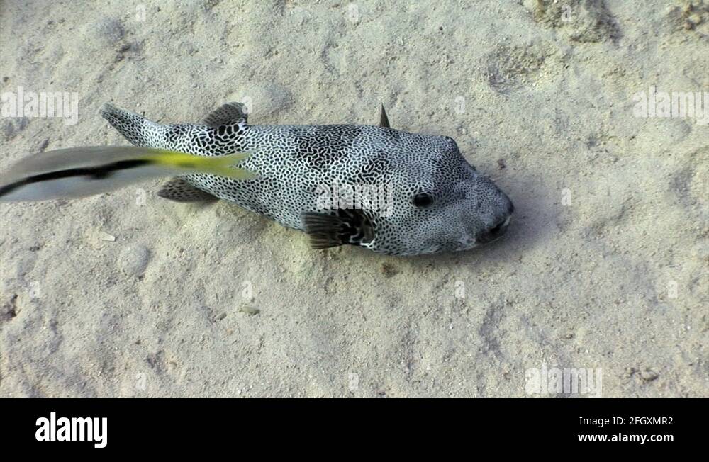 Toothy giant puffer fish Arothron stellatus underwater of Shaab Sharm ...