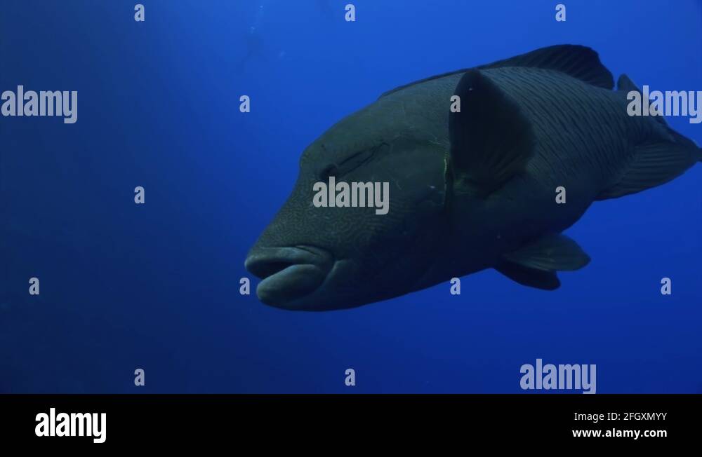 Giant wrasse napoleon fish on dark blue background in Red sea of Egypt ...