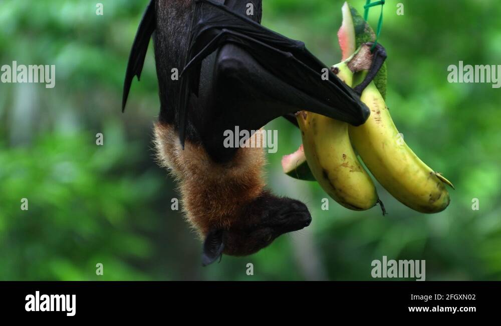 Flying fox hanging from tree Stock Videos & Footage - HD and 4K Video ...