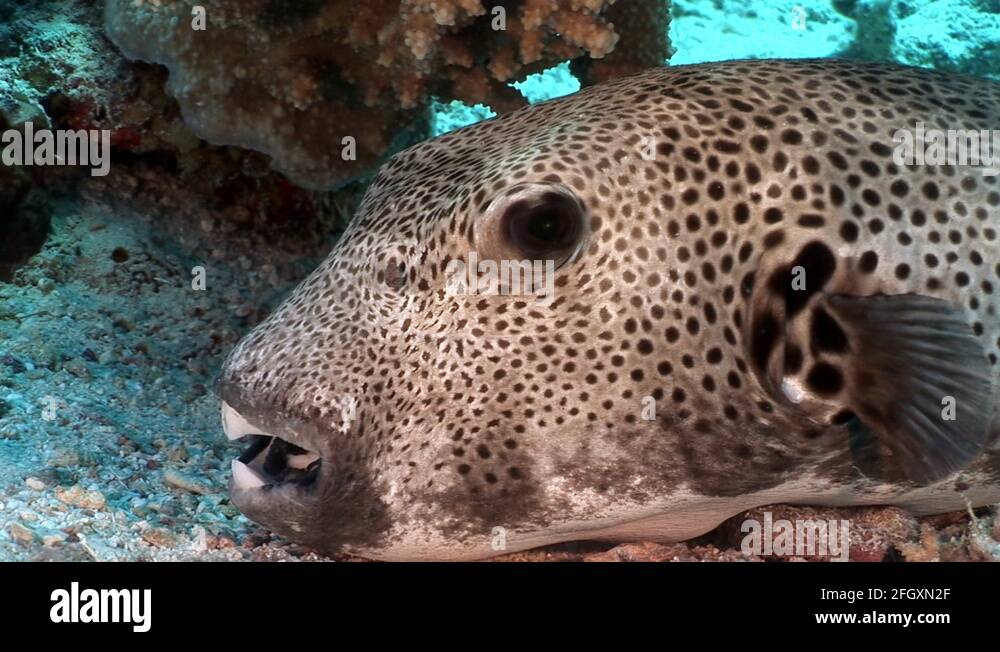Toothy giant puffer fish Arothron stellatus underwater of Shaab Sharm ...