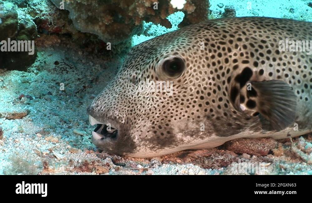 Toothy giant puffer fish Arothron stellatus underwater of Shaab Sharm ...