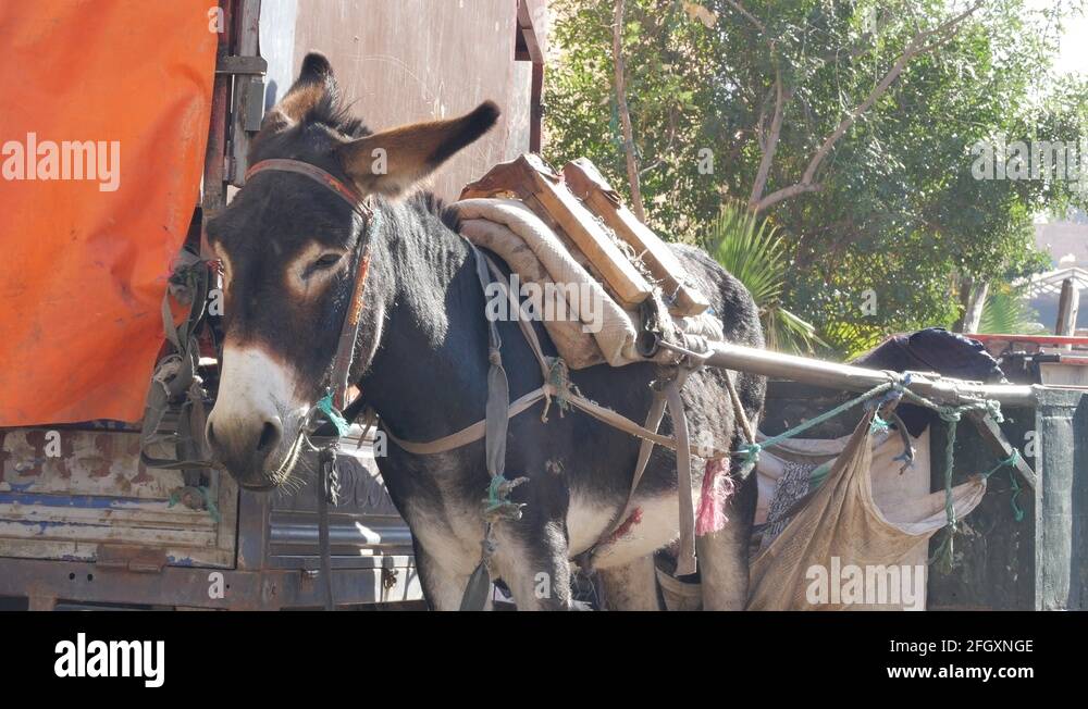 Donkey marrakech Stock Videos & Footage - HD and 4K Video Clips - Alamy