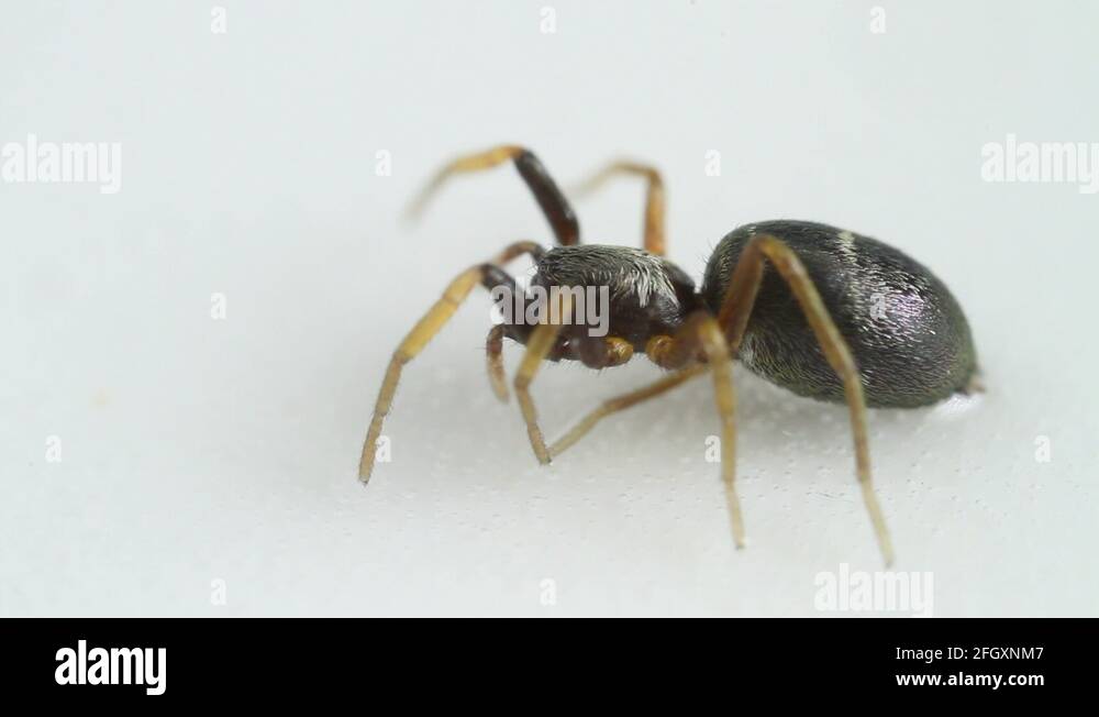 Gnaphosidae Stock Videos & Footage - HD and 4K Video Clips - Alamy