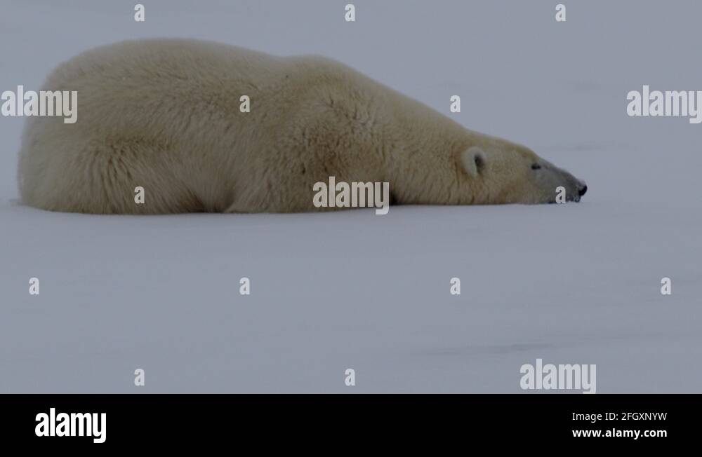 Ice windy Stock Videos & Footage - HD and 4K Video Clips - Alamy