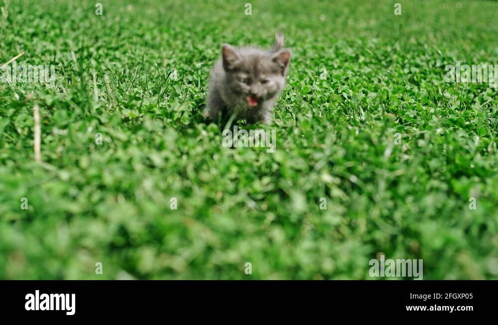 Kitten screaming Stock Videos & Footage - HD and 4K Video Clips - Alamy