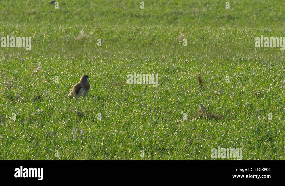 Hawk on grass Stock Videos & Footage - HD and 4K Video Clips - Alamy