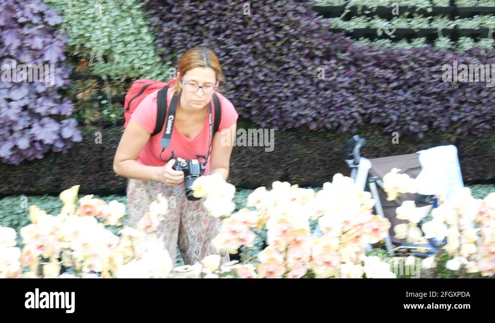 Dslr flower Stock Videos & Footage - HD and 4K Video Clips - Alamy