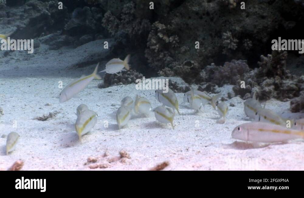 Yellowstripe goatfish Stock Videos & Footage - HD and 4K Video Clips ...