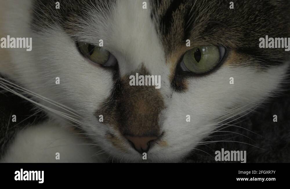 Cat closing eyes Stock Videos & Footage - HD and 4K Video Clips - Alamy