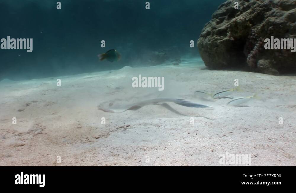 Bluespotted stingray Taeniura Lumma hiding in sand underwater Red sea ...