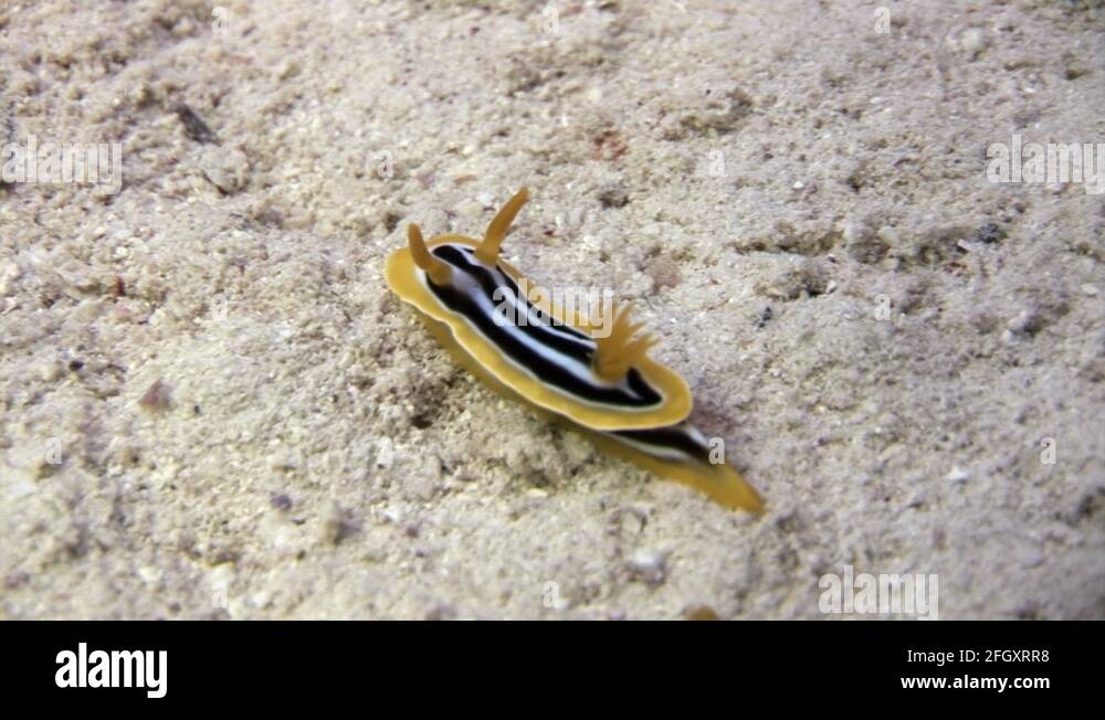 Pyjama slug Chromodoris quadricolor on sandy bottom underwater Red sea ...