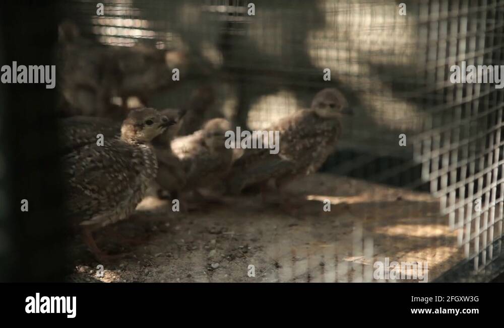 A partridge Stock Videos & Footage - HD and 4K Video Clips - Alamy