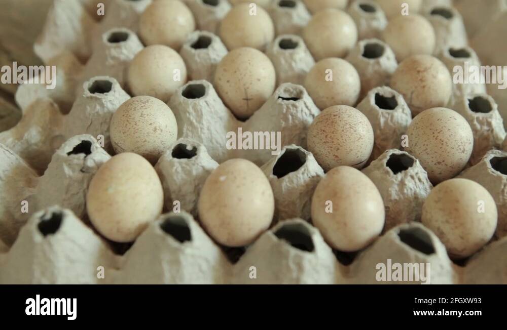 Bird feather mountain Stock Videos & Footage - HD and 4K Video Clips ...