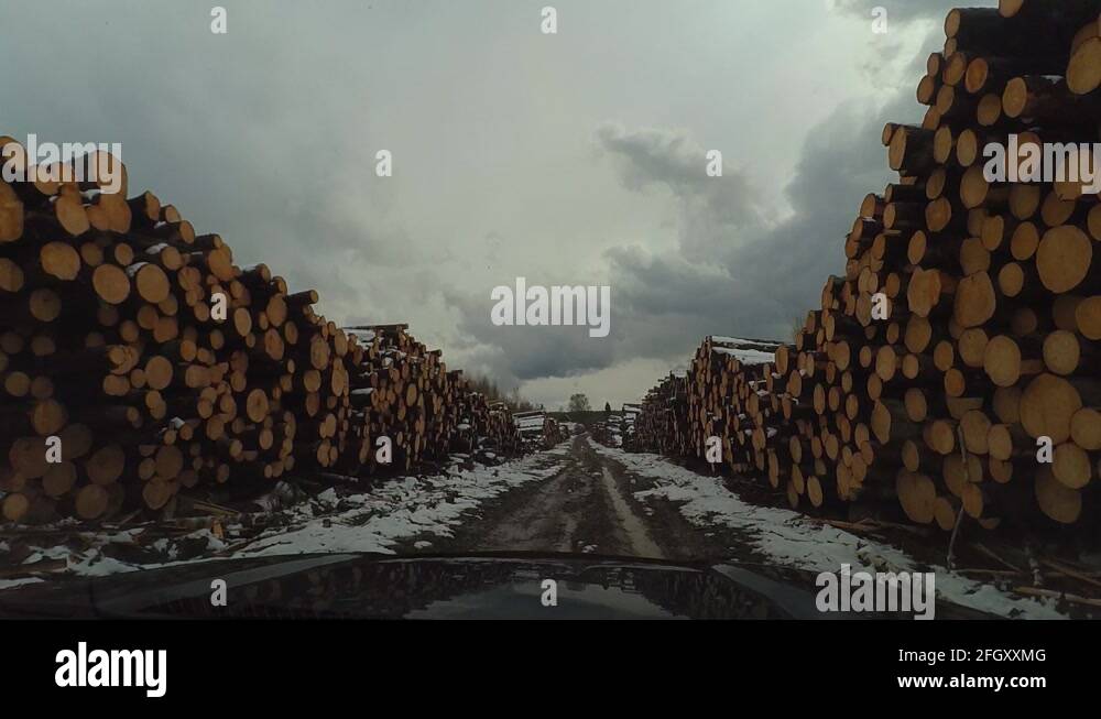 Timber production forest Stock Videos & Footage - HD and 4K Video Clips ...