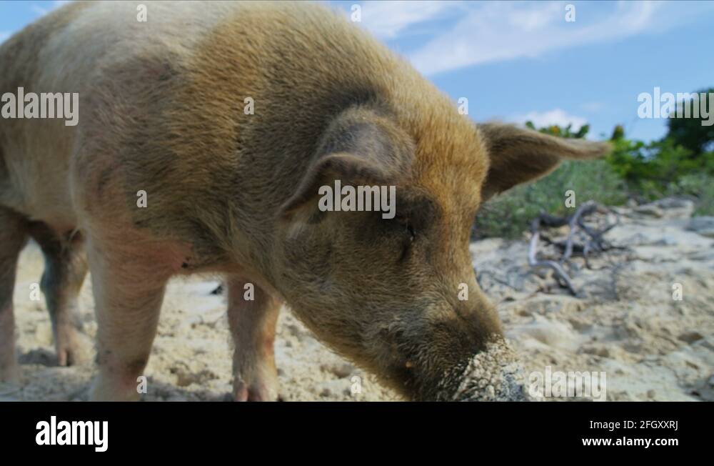 Wild pigs bahamas Stock Videos & Footage - HD and 4K Video Clips - Alamy