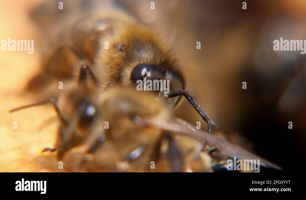 Background several beehives Stock Videos & Footage - HD and 4K Video ...