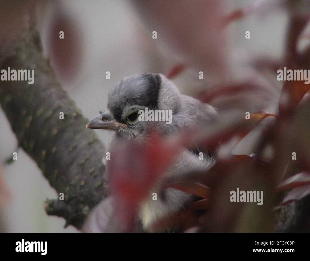 Baby jay Stock Videos & Footage - HD and 4K Video Clips - Alamy