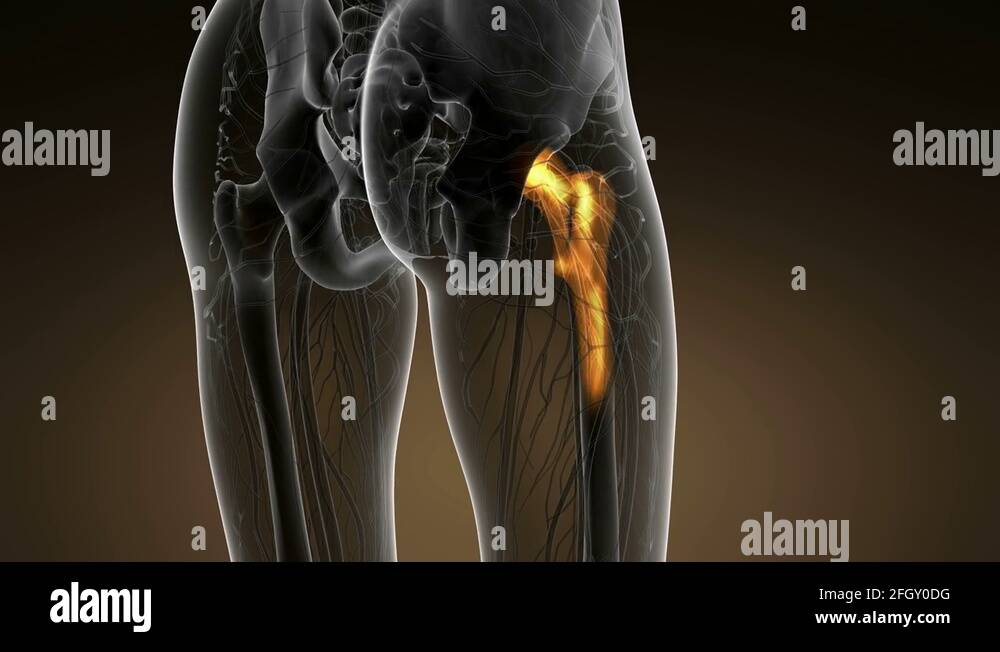 hip bones anatomy medical scan Stock Video Footage - Alamy
