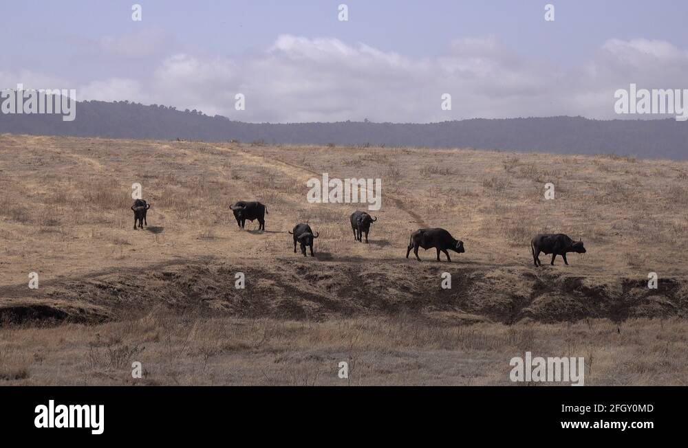 Buffalo african buffalo Stock Videos & Footage - HD and 4K Video Clips ...