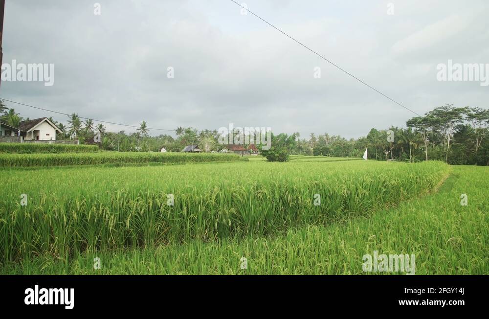 Asian green rice field Stock Videos & Footage - HD and 4K Video Clips ...